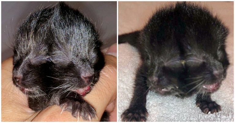 Kitten Born With 2 Faces Defies All Odds, Finds Perfect Person To Care ...