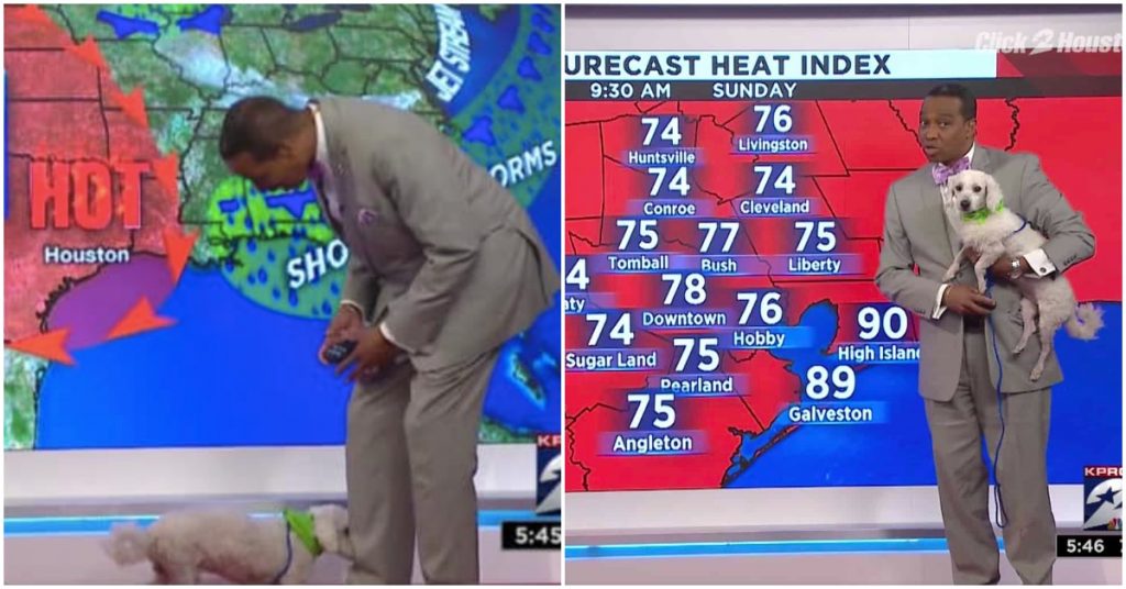 Dog Hilariously Crashed Live Weather Forecast And The Weatherman Warmly ...