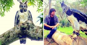 Harpy Eagle Is So Huge That People Often Mistake It For A “Human In ...