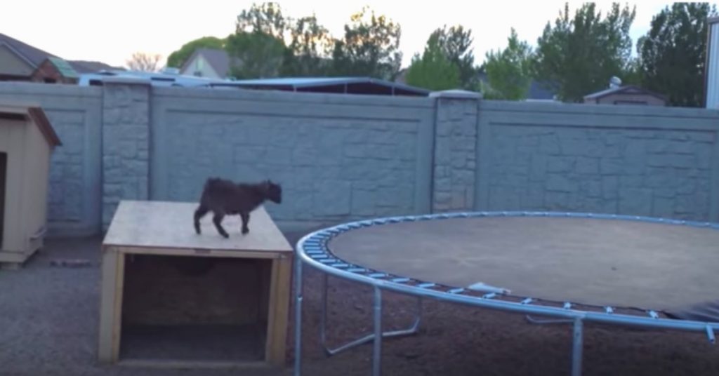 Mischievous Baby Goat Finds A Trampoline, And Had The “Time Of His Life”