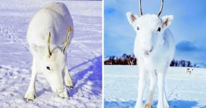 All-White Baby Reindeer Nestled In The Snow Looks Straight Out Of A ...