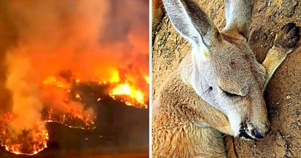 Australian Fires Trigger Extinctions As Animal Casualties Will Soon ...