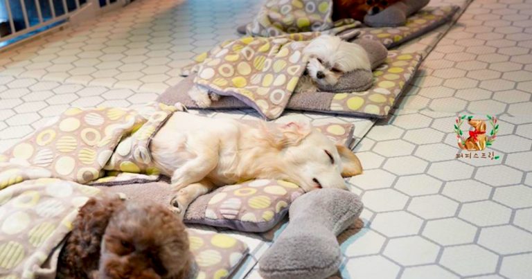 Doggy Daycare Shows Off Their Adorable Puppies During Naptime