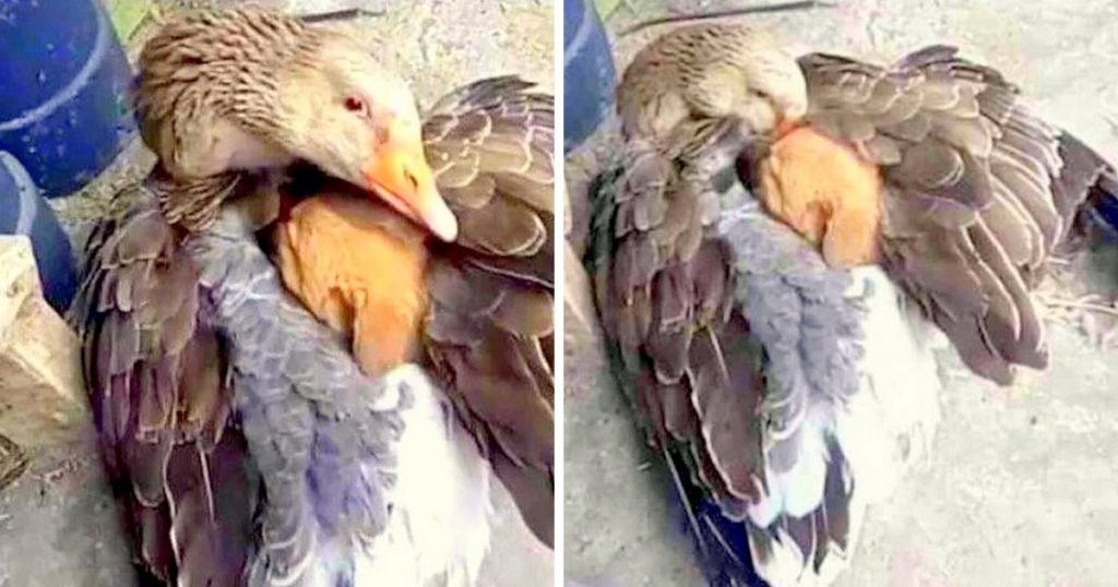 Newborn Puppy Dumped To Die In The Cold, Kind Goose Shelters Him Under ...