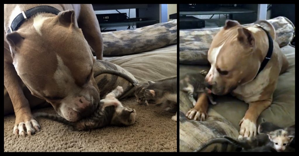 Pit Bull Who Loves Cats Finally Gets His Own Litter Of Kittens