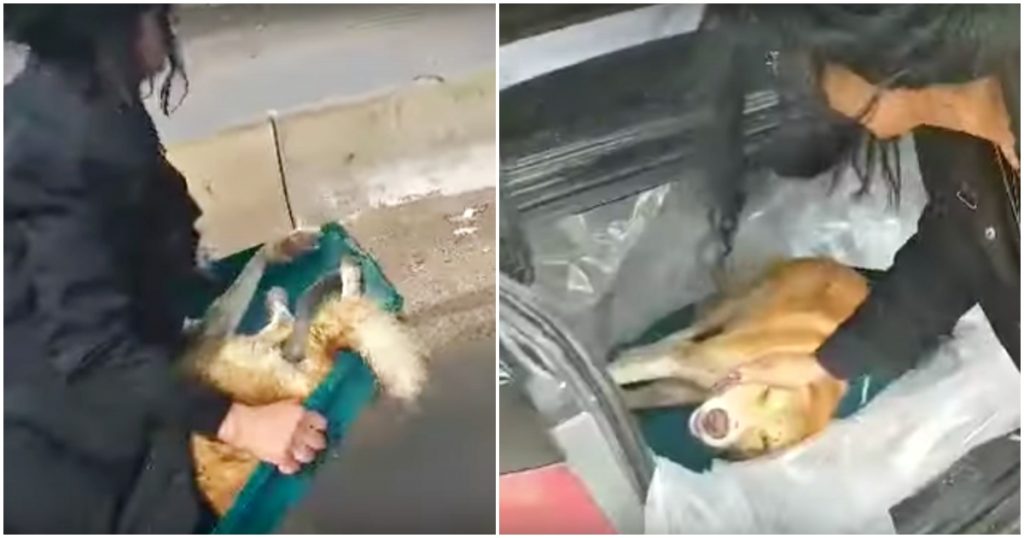 ‘Road Kill Dog’ Is Passed By For Hours, Woman Shuts Down Highway To ...