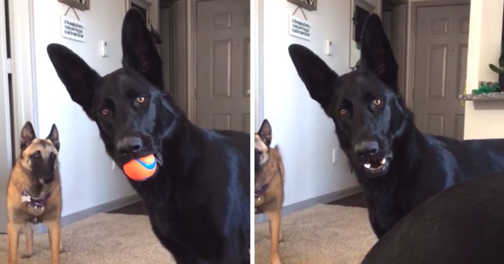 German Shepherd Hears Baby Crying For First Time, Confusion Covers His Face