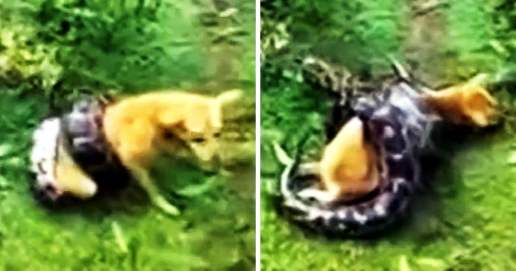 They Gulp In Fear As Python Starts Suffocating Dog, But Hero Dad Won’t ...