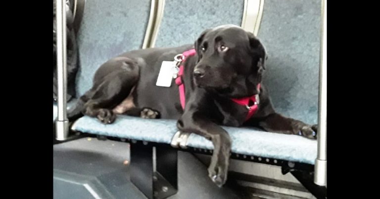 They Wondered Why The Dog Took The Bus All By Herself & Silently Sat On ...