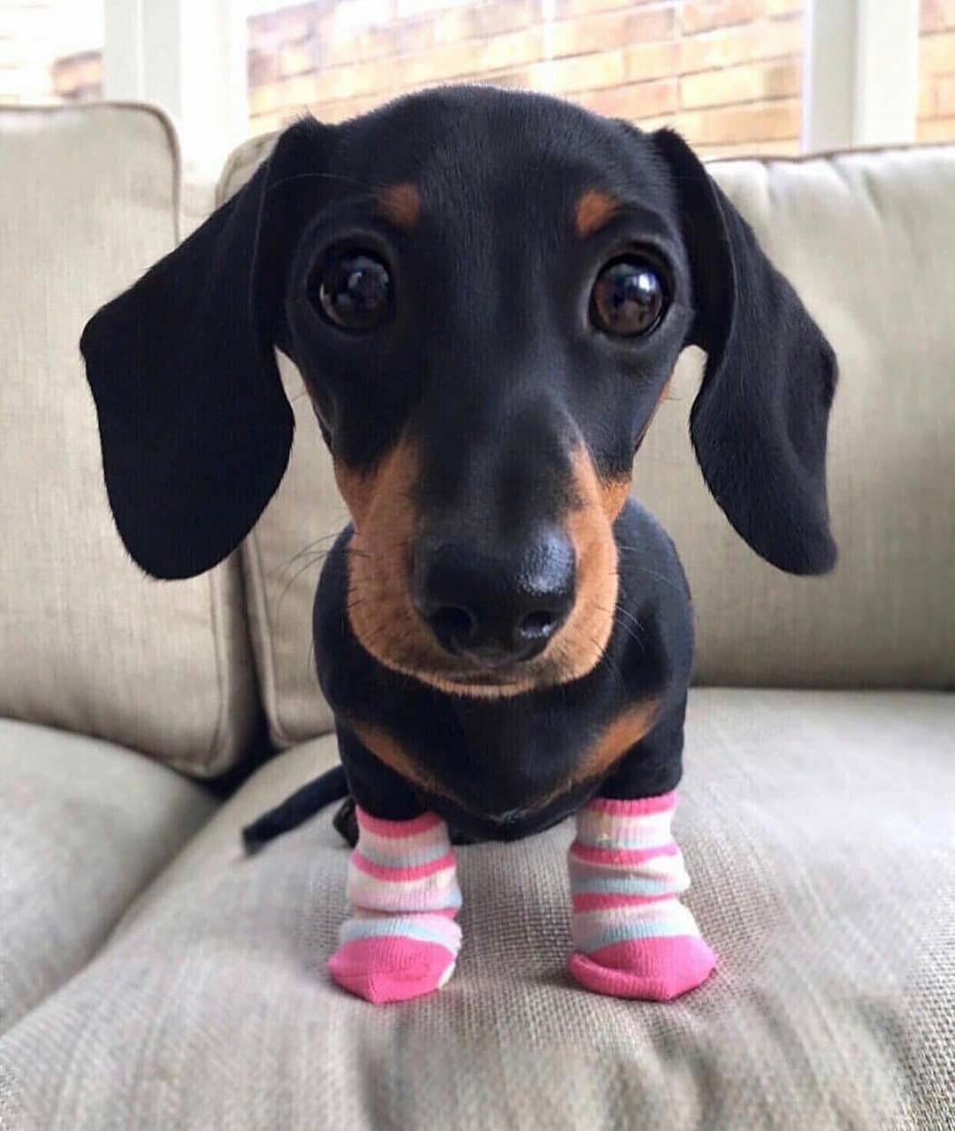 10+ Adorable Sausage Dog Pics To Put A Smile On Your Face
