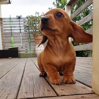 10+ Adorable Sausage Dog Pics To Put A Smile On Your Face