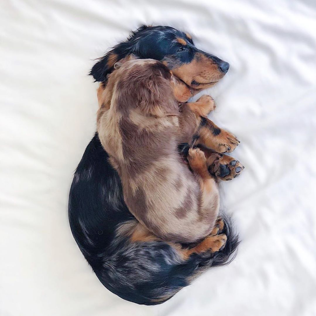 10+ Adorable Sausage Dog Pics To Put A Smile On Your Face