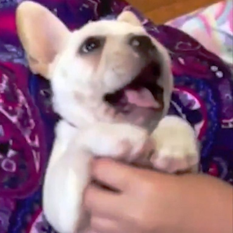Girl Sings “If You’re Happy & You Know It” & Cute Puppy Raises Her Paws ...