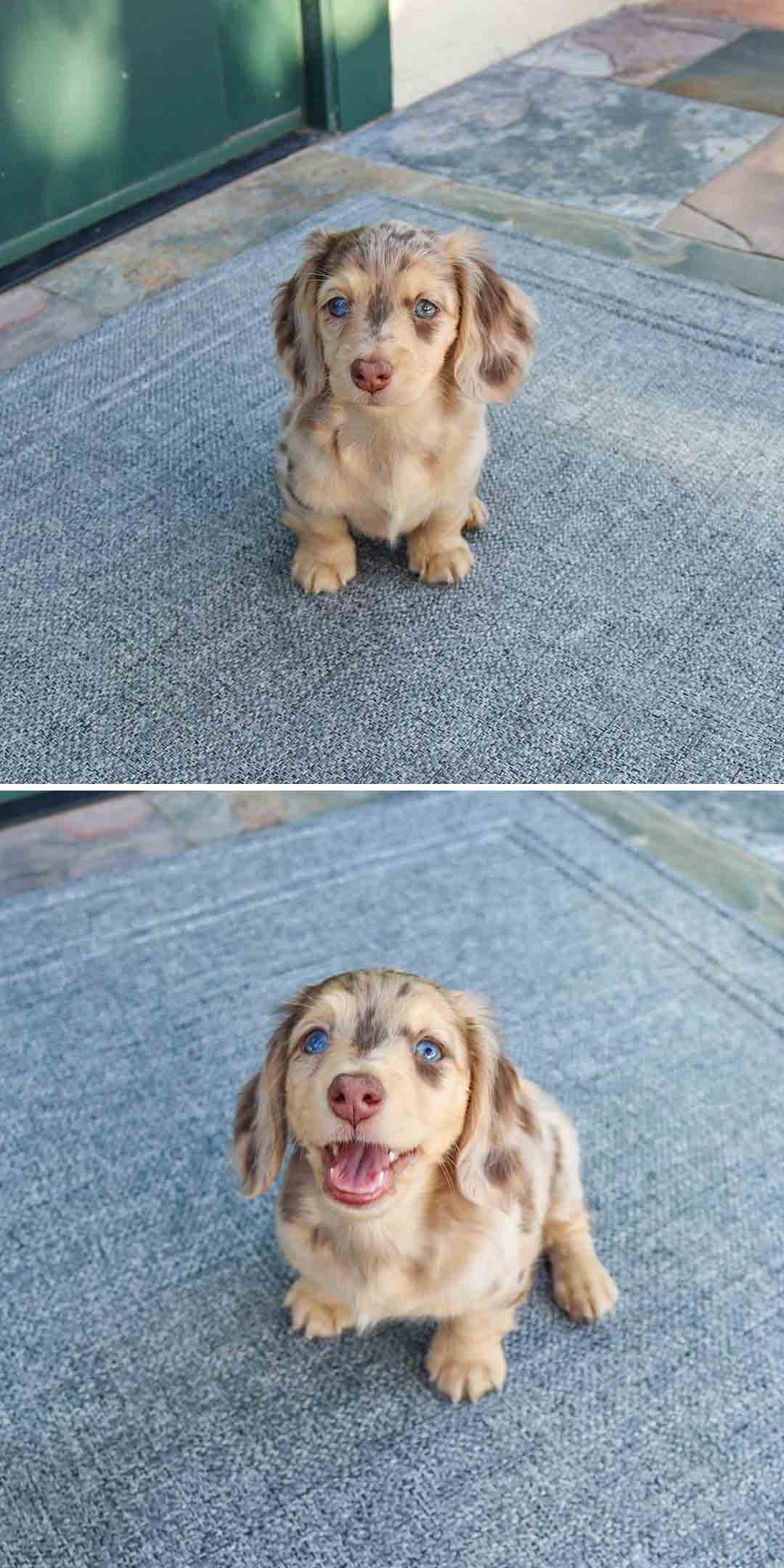 10+ Adorable Sausage Dog Pics To Put A Smile On Your Face