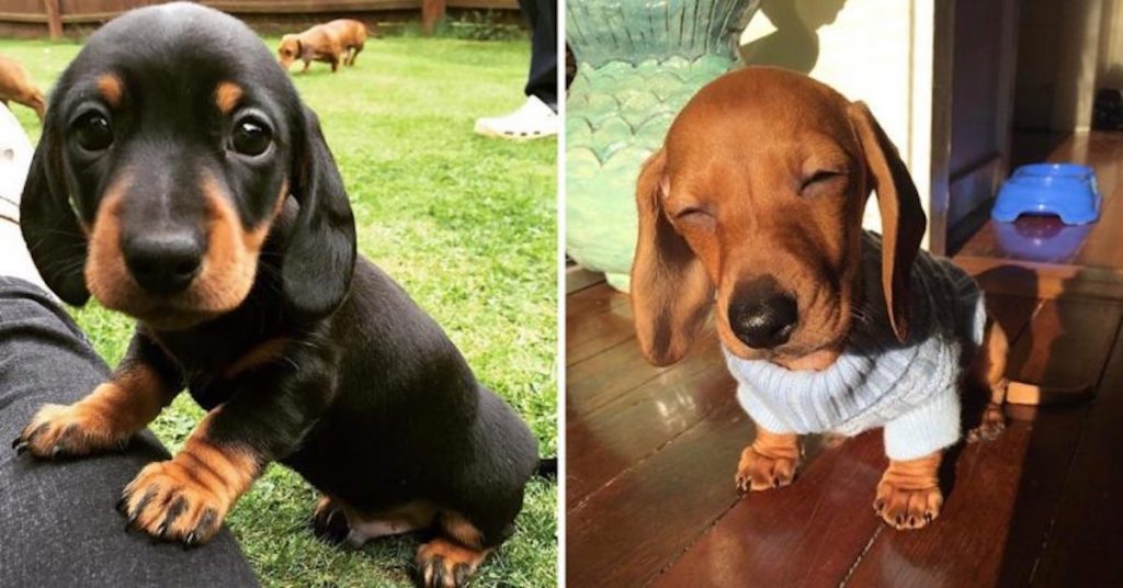 10+ Adorable Sausage Dog Pics To Put A Smile On Your Face