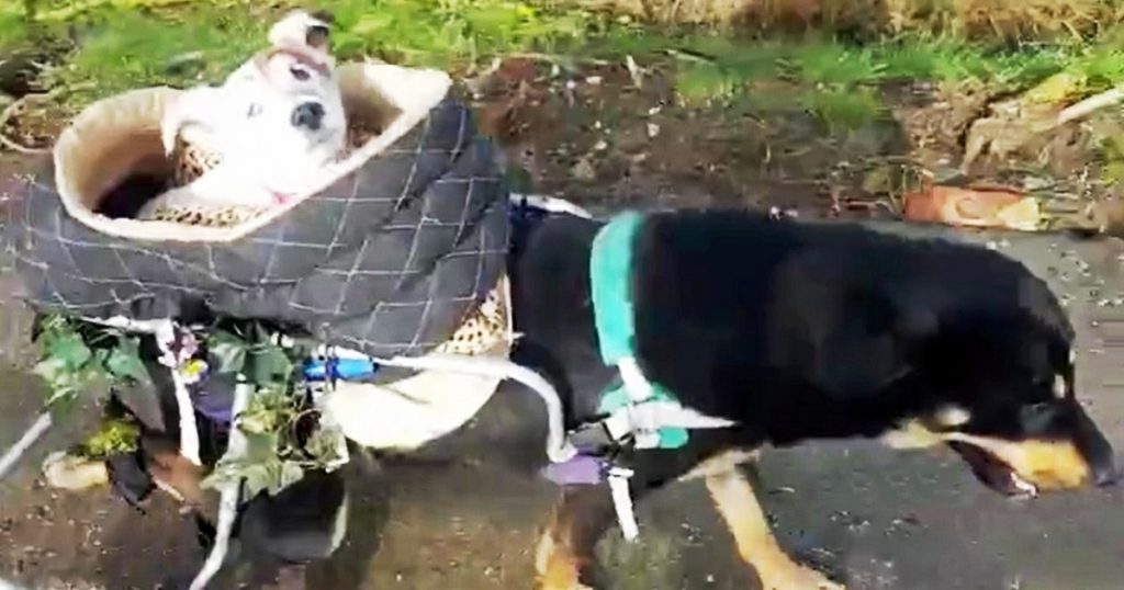 Two Disabled Dogs Are Called “Burdens” & Discarded, They Meet & Become ...