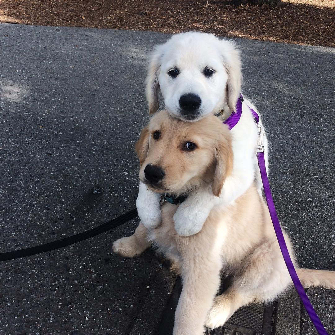 10+ Heartwarming Pics Of Dogs Hugging Their Soulmates