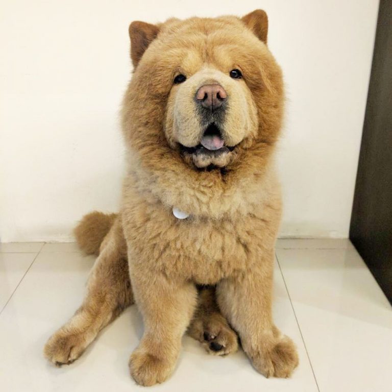 This Cuddly, Fluffy Chow Chow Looks Just Like A Plush Toy