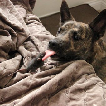 Depressed Rescue Dog Forms Unlikely Friendship With A Rat, Now ...
