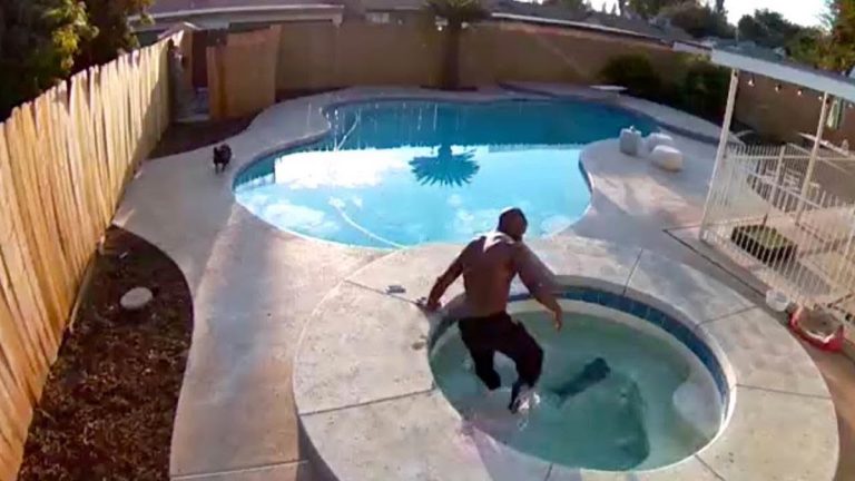 Man Rescues Puppy From Drowning In Backyard Pool