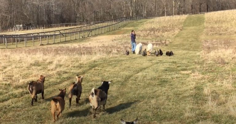 Woman Starts Walking Her Dogs When The Chickens, Ducks, And Goats Tag Along