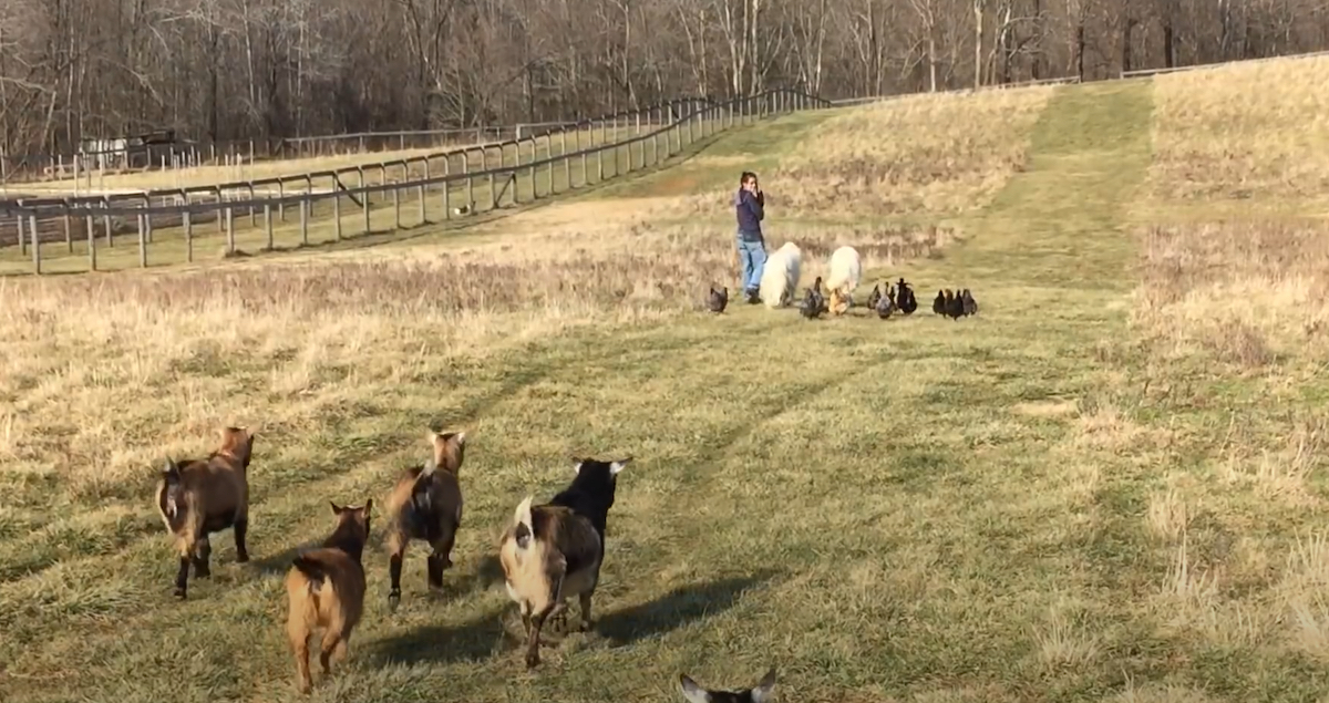 Woman Starts Walking Her Dogs When The Chickens, Ducks, And Goats Tag Along