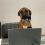 Stray Dog Keeps Coming Back To Car Dealership Until They Give Him A Job