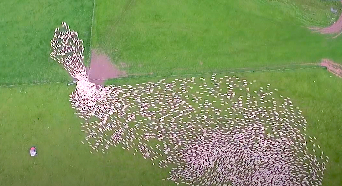 Dogs Corralling Hundreds Of Sheep Through A Single Gate Is Mesmerizing Work