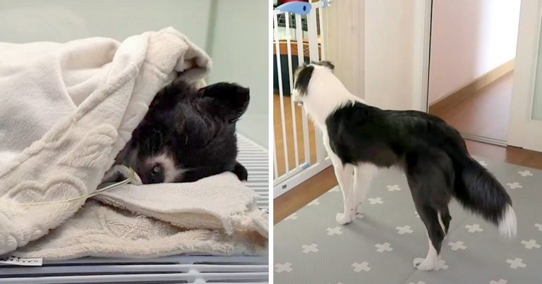 Dog Refuses To Leave Her Sick Brother Who’s Given Almost No Chance Of ...