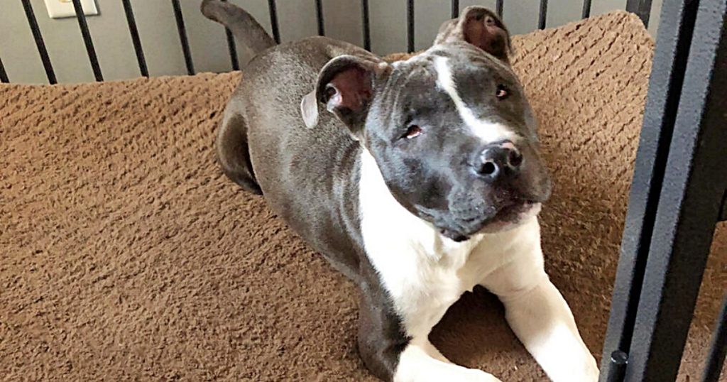 Blind From Birth, Pit Bull Pup’s Looking For A Family To Guide Him ...