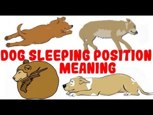The Most Common Dog Sleeping Positions And What They Mean