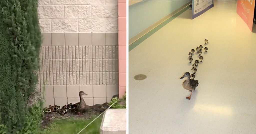 Lucky Hospital Undergoes Adorable Yearly Tradition Thanks To This ...