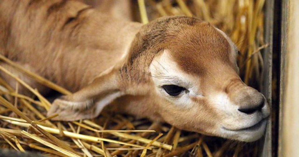Zoo Celebrates Birth of Critically Endangered Baby Gazelle