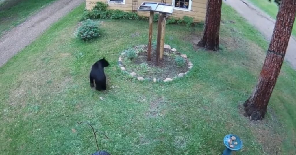 Wild Bear Enters The Yard, And The ‘Guard Dog’ Chases It Up A Tree