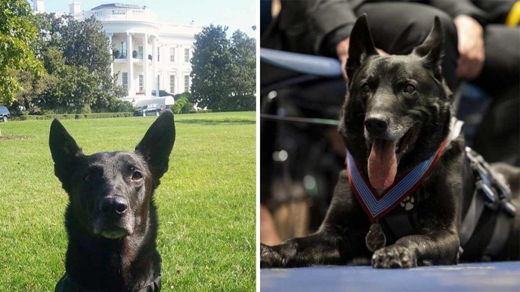 Retired Secret Service K9 honored with Distinguished Service Medal for ...