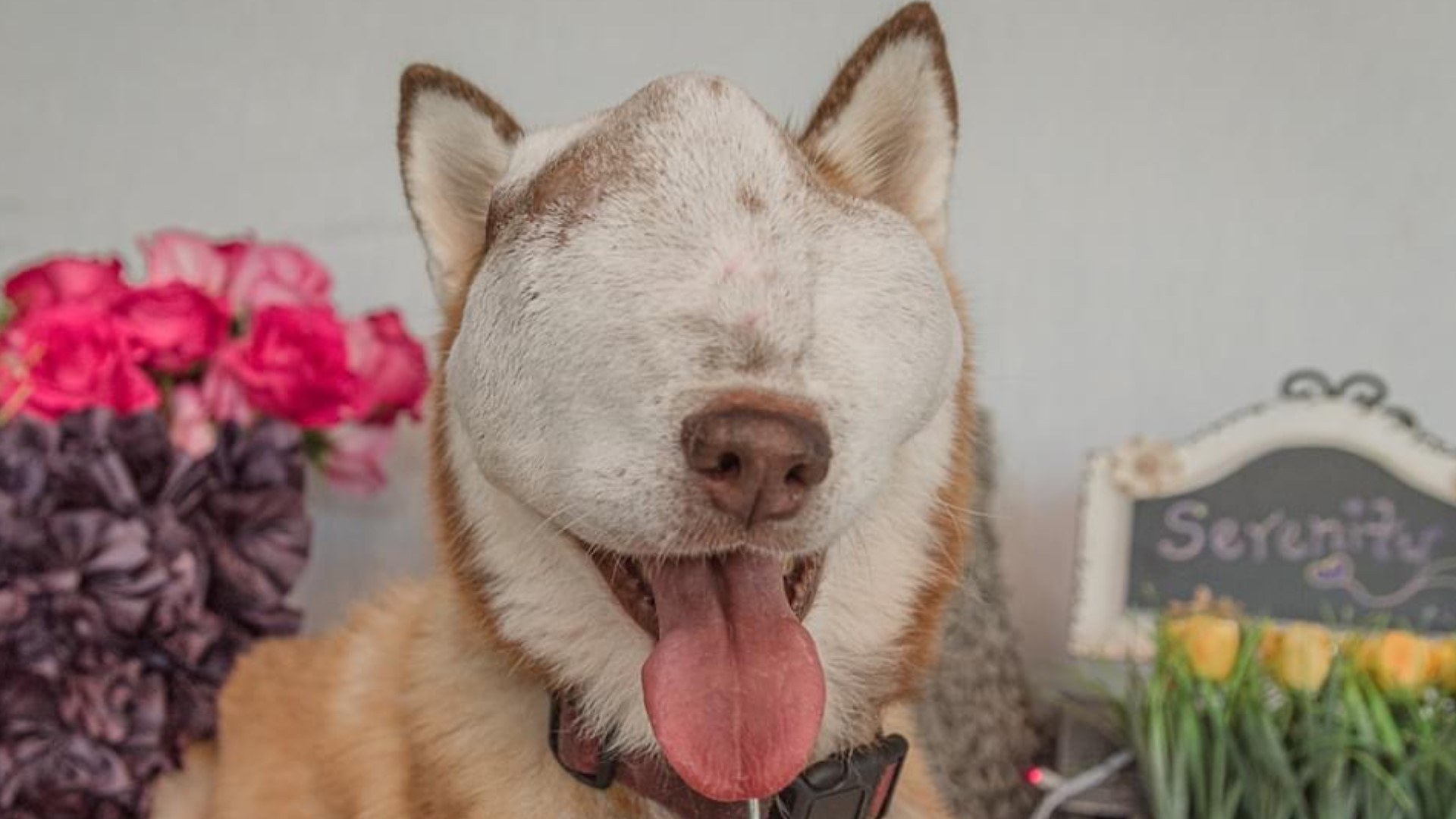 Dog Has Massive Untreatable Face Tumor But Rescuers Still See Her Beauty