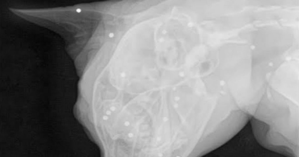 Cat Found Near A Mall After Being Shot 60 Times With A BB Gun