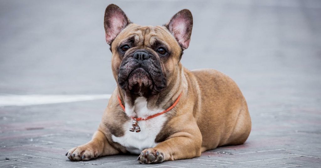 French bulldog dethrones Labrador retriever as most popular dog breed ...