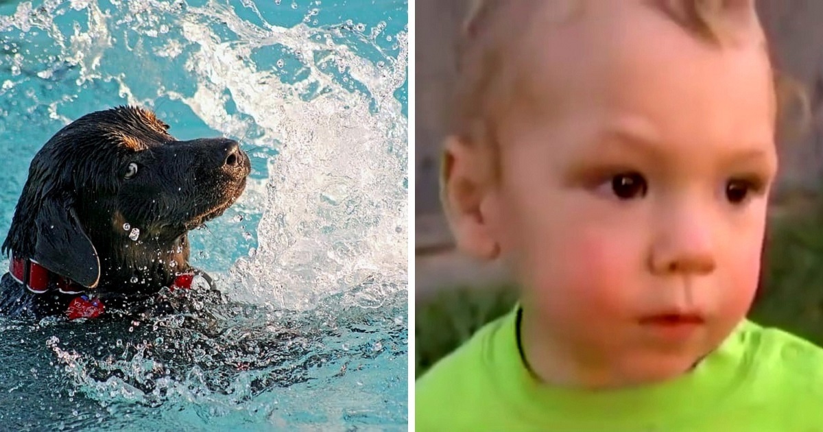 Toddler Begins Drowning In Pool, Quick Thinking Dog Keeps Him Above ...
