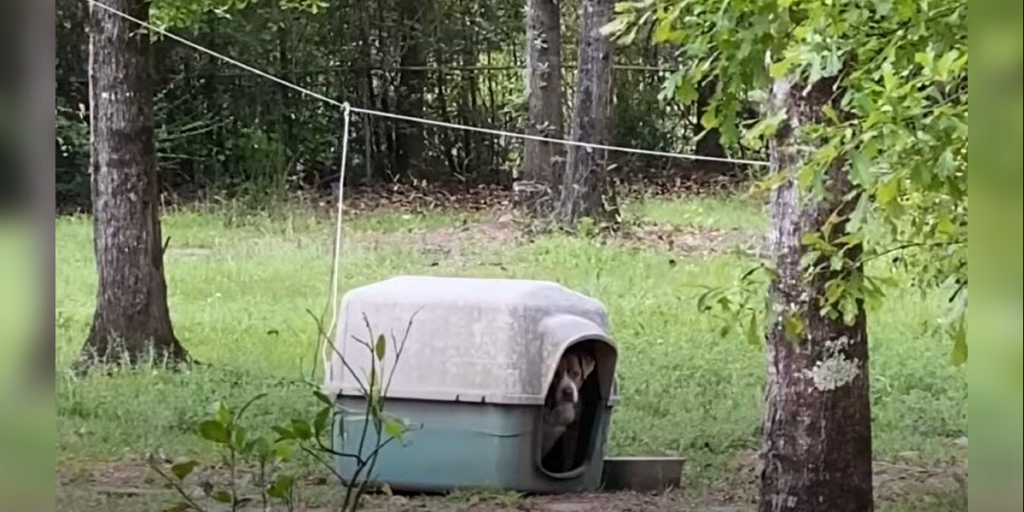 Couple Touring Empty Home Spot Old Doghouse — And Find a Sad Face ...
